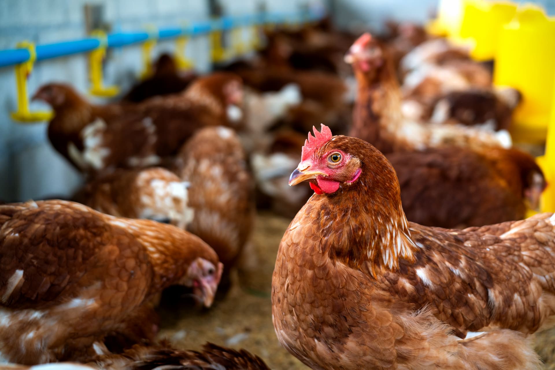 Products | VAL-CO commercial poultry, egg, and swine production