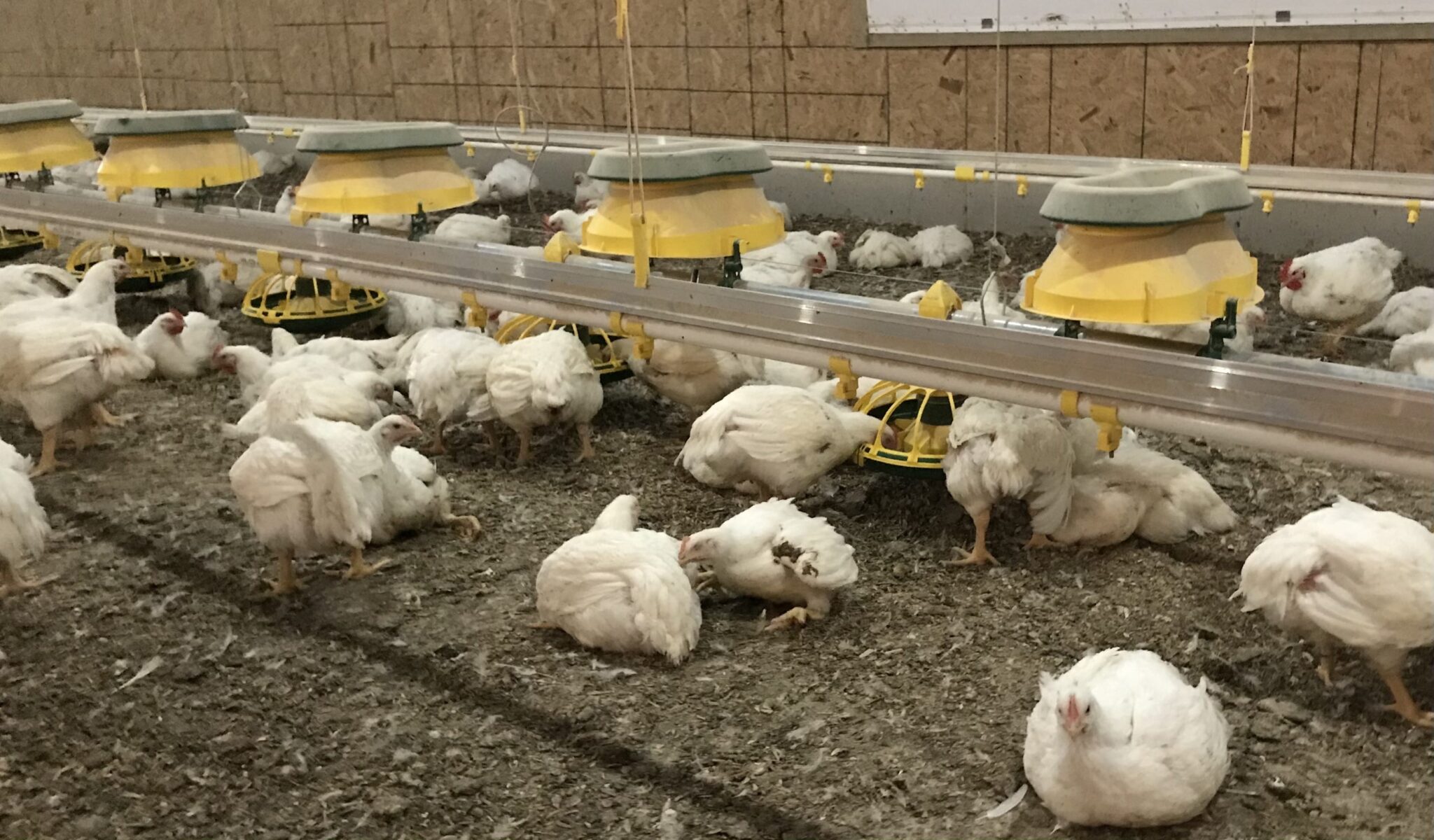 Poultry Bedding | VAL-CO