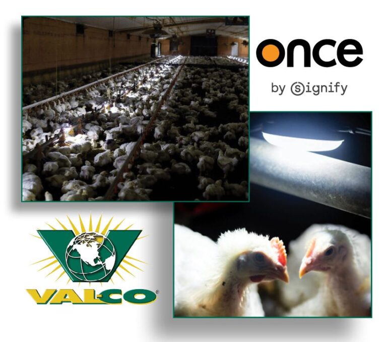 10 Interesting Facts about Chicken Vision | VAL-CO