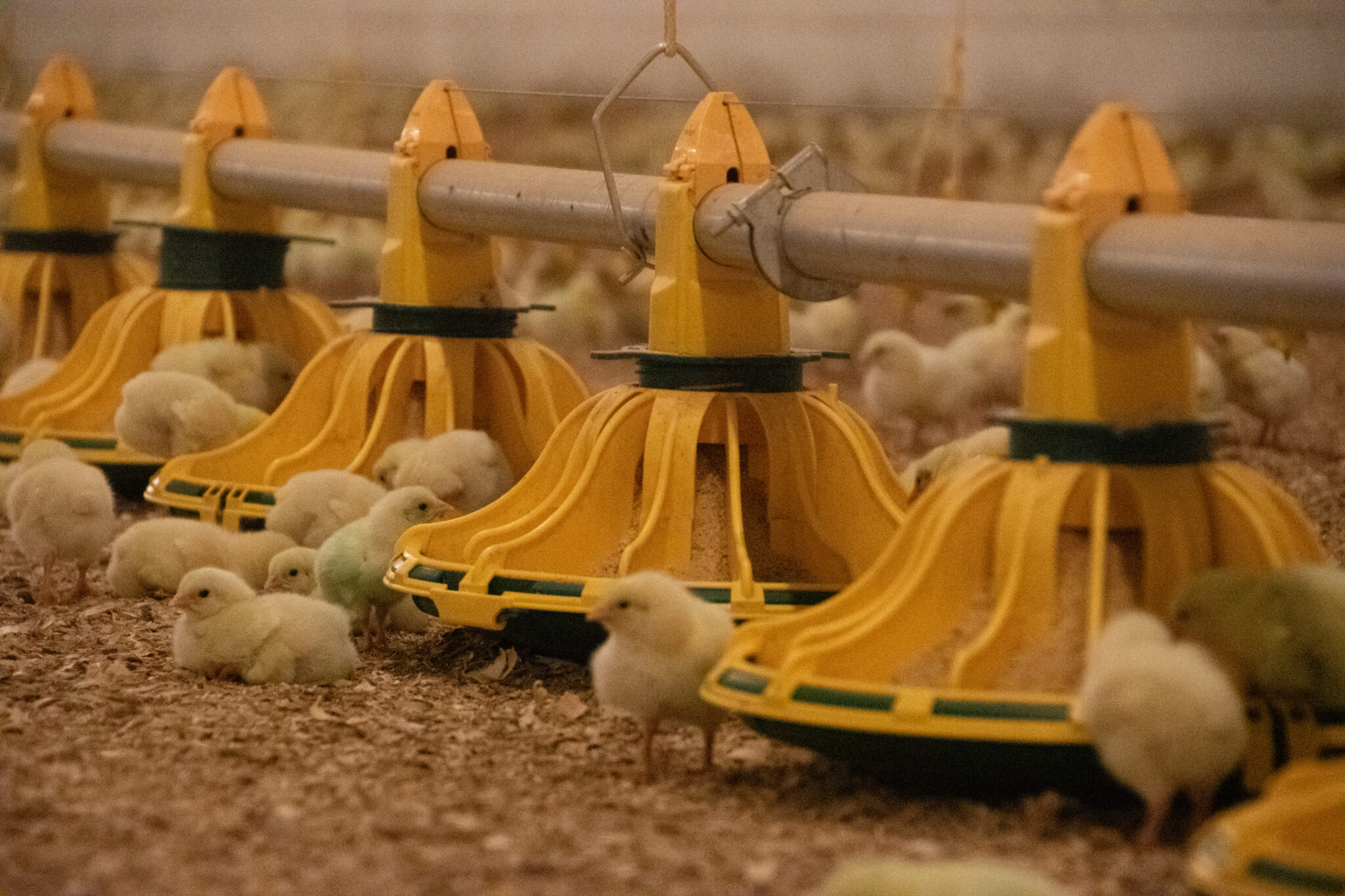 Egg Archives | VAL-CO