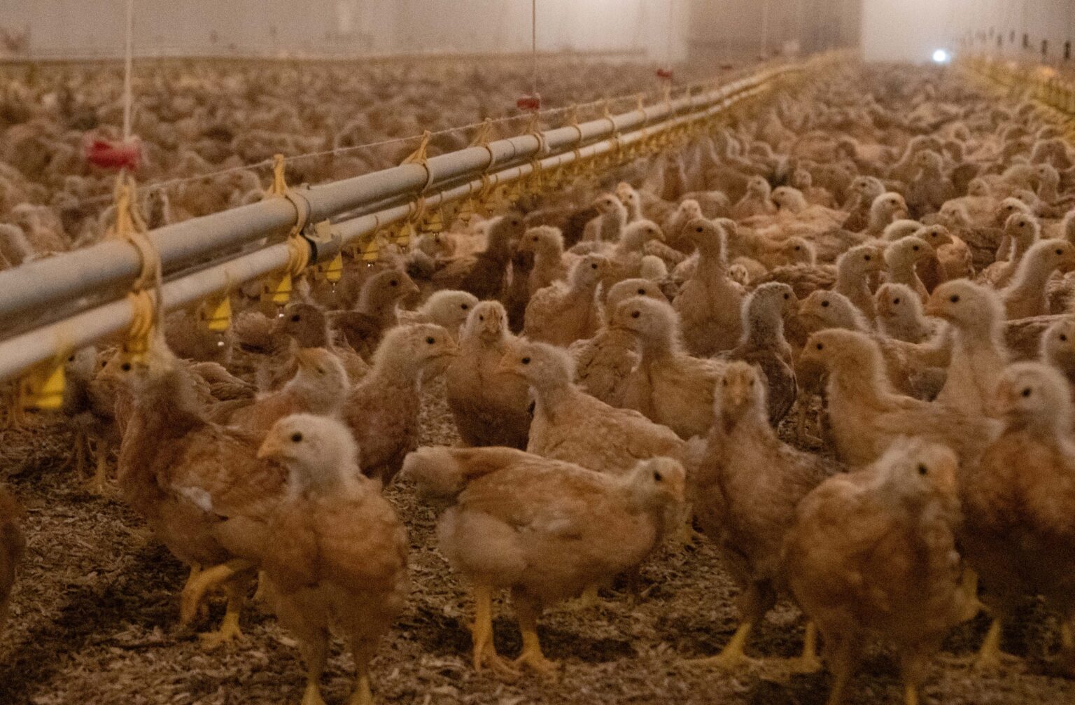 Feed Bins & Fill Systems Archives | VAL-CO